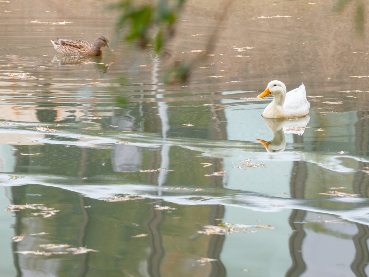 Lakeshore, Bristol | Urban Splash